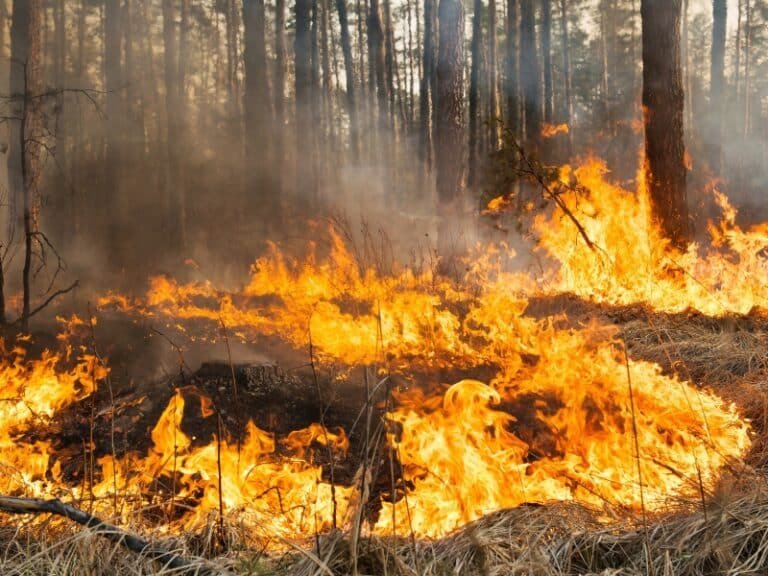 El después de los incendios forestales: ¿cómo es la restauración de ...