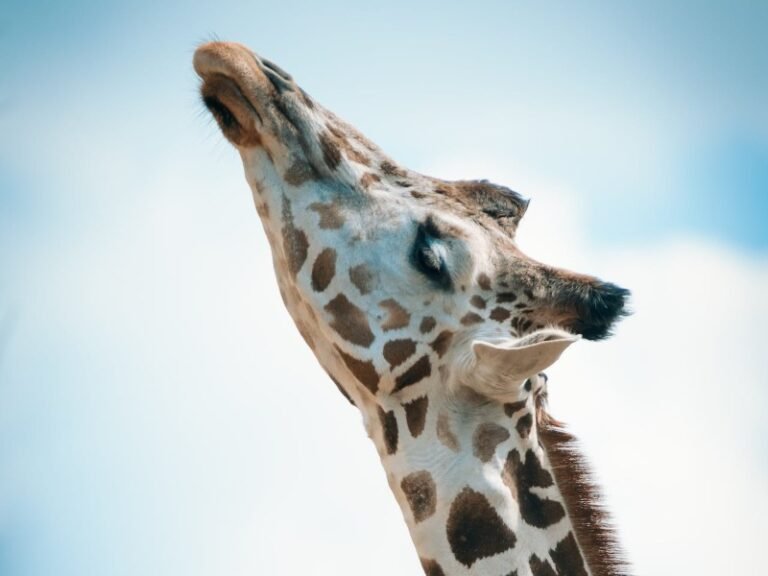 Animales en peligro de extinción: las milenarias jirafas entraron en la lista - EcoNews | Beyond ...