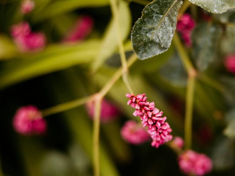 Las increíbles propiedades del amaranto, el “alimento de los dioses ...