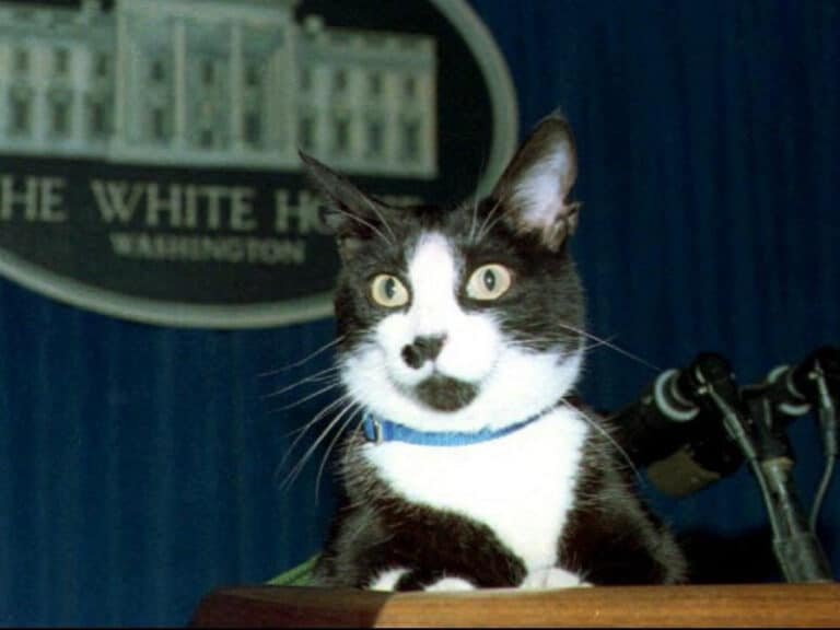 La increíble historia de Socks Clinton: El gato que conquistó la Casa ...