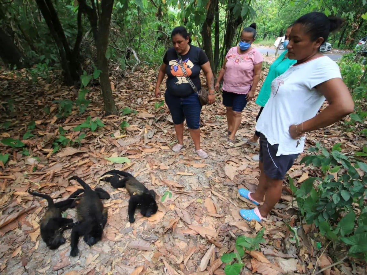 México: la tragedia que viven los monos aulladores por la ola de calor ...