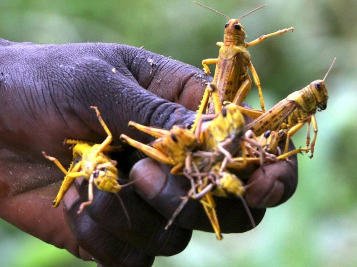 ¿Cuáles son los 16 insectos comestibles aprobados para consumo humano ...