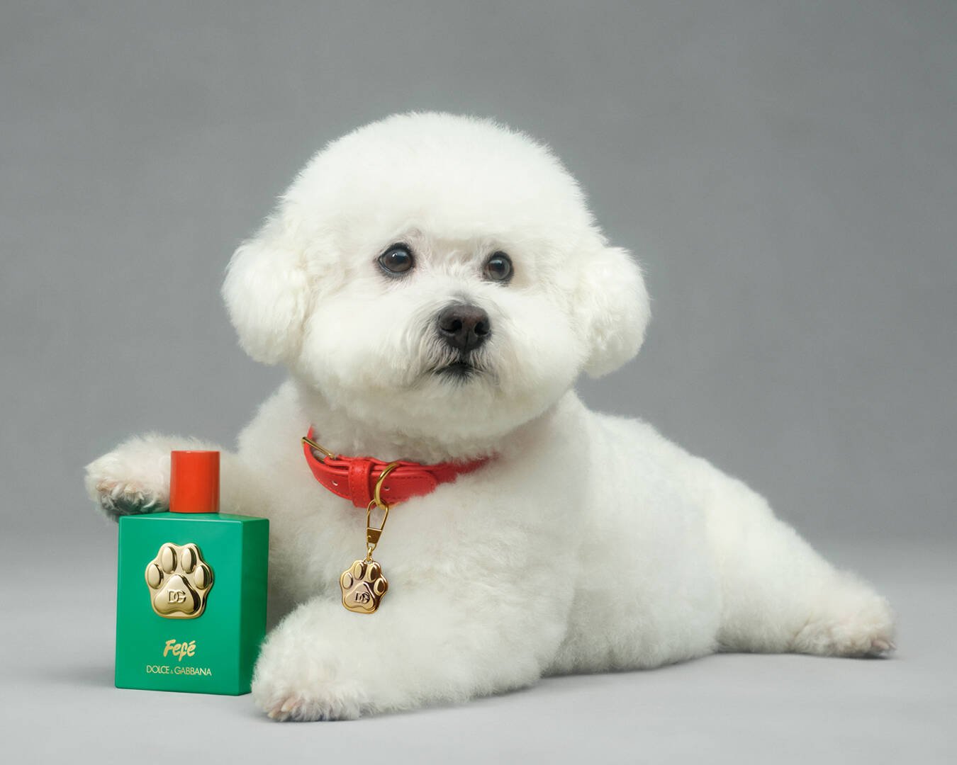 Dolce & Gabbana lanza perfume para perros: ¿lujo o peligro para los ...