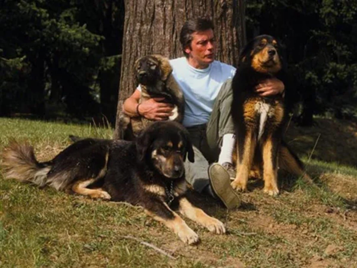 Alain Delon será enterrado junto a 45 perros: la fascinante historia ...