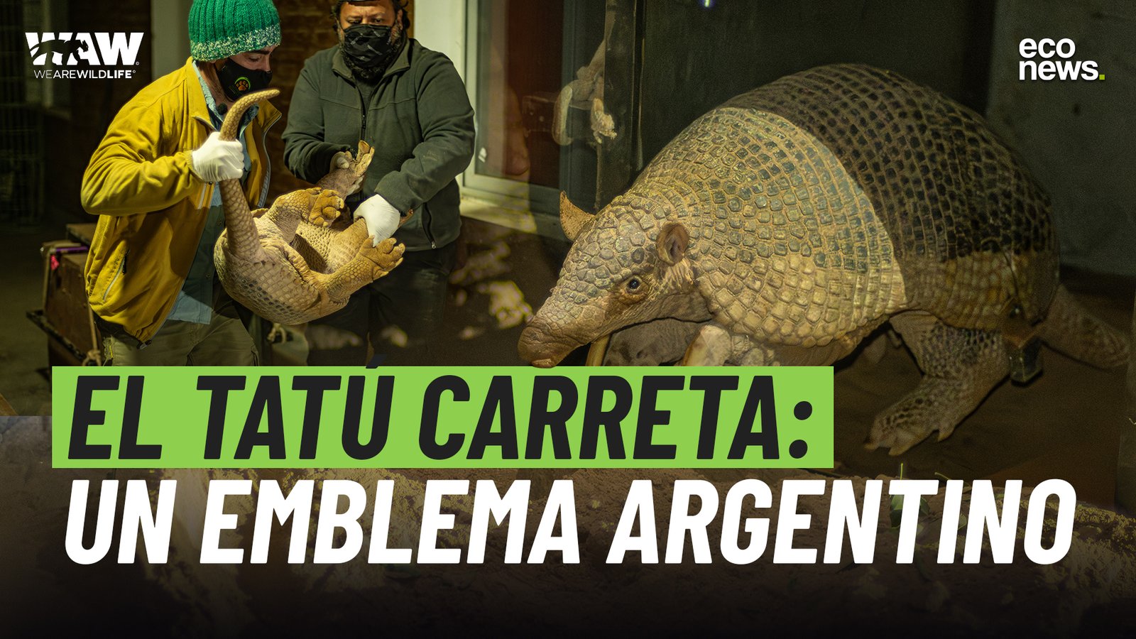 El Tatú Carreta: un emblema argentino - EcoNews | Beyond words